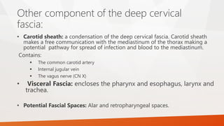 Layers of the neck | PPTX