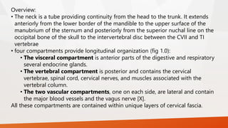 Layers of the neck | PPTX