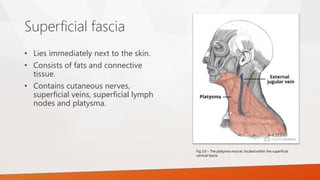 Layers of the neck | PPTX