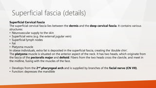 Layers of the neck | PPTX