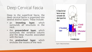 Layers of the neck | PPTX
