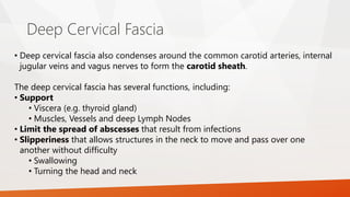 Layers of the neck | PPTX