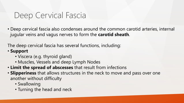 Layers of the neck | PPT