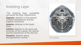 Layers of the neck | PPTX