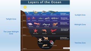 LAYERS OF THE OCEAN EXPLAINS IN SHORT for kids | PPTX