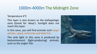 LAYERS OF THE OCEAN EXPLAINS IN SHORT for kids | PPTX