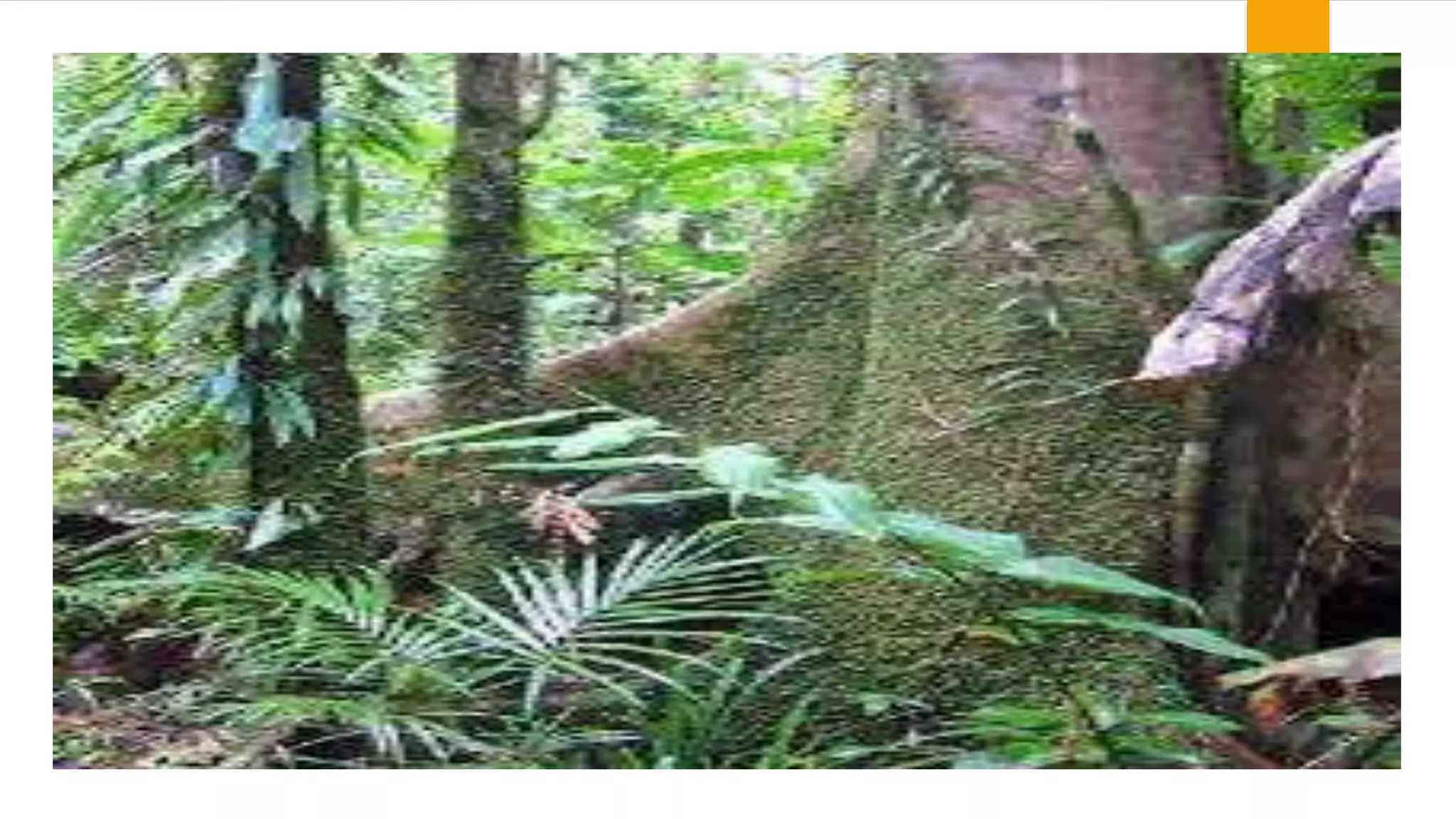 Layers of the Rainforest | PPTX