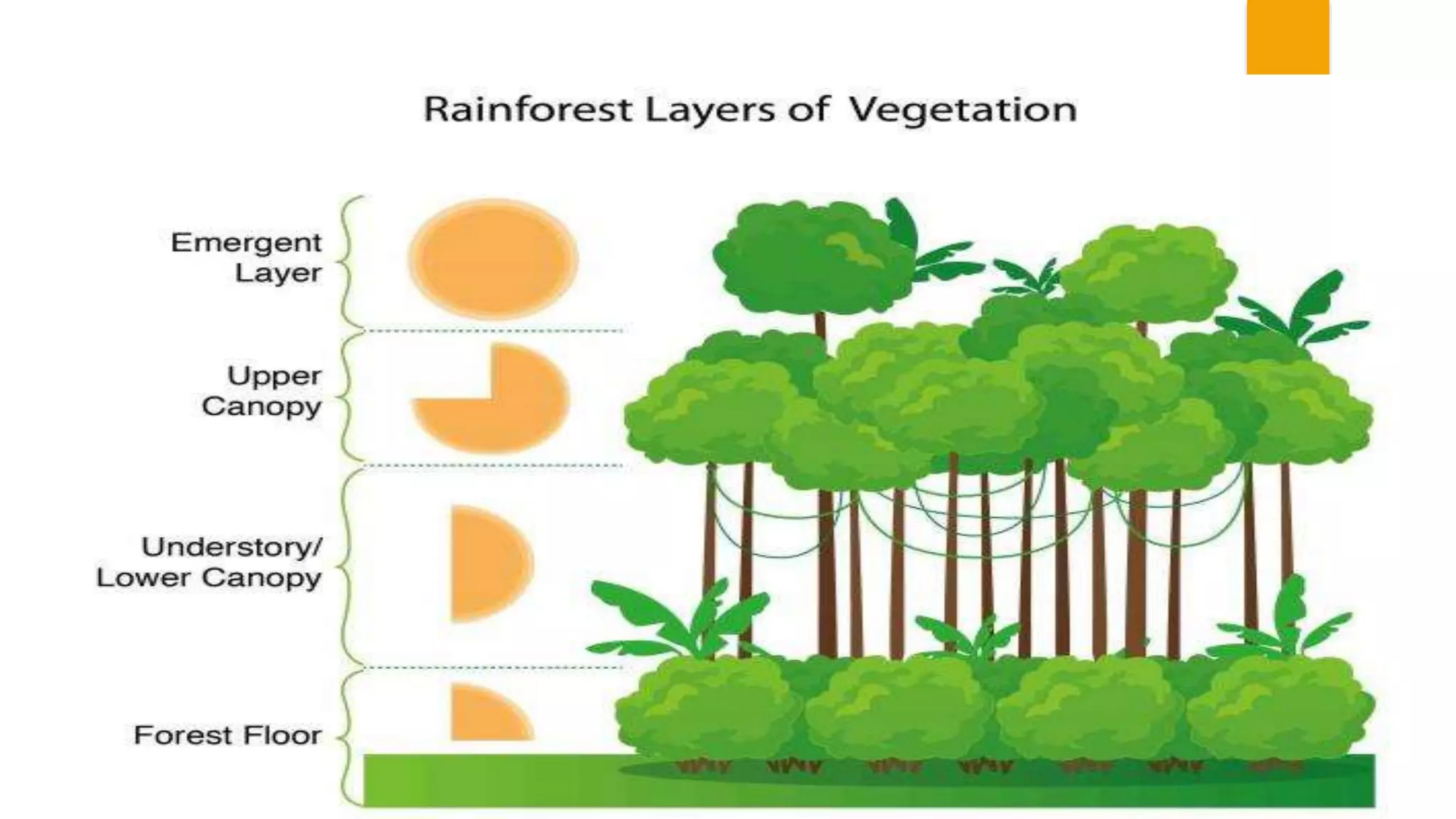 Layers of the Rainforest | PPTX
