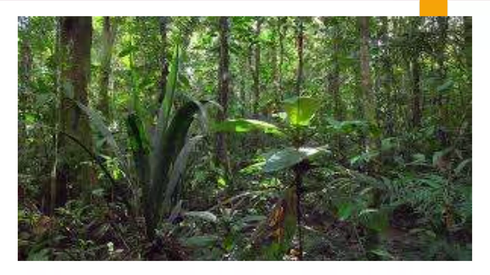 Layers of the Rainforest | PPTX