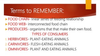 Layers of the Rainforest | PPTX