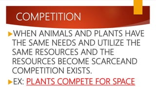 Layers of the Rainforest | PPTX