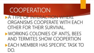 Layers of the Rainforest | PPTX | Geography | Science