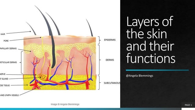 Layers of the skin and their functions.pptx | Skin and Dermatology ...