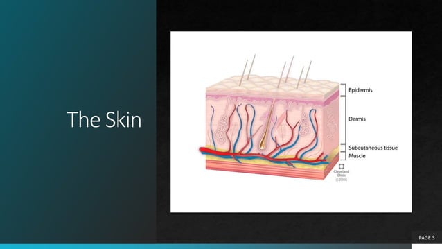 Layers of the skin and their functions.pptx | Skin and Dermatology ...