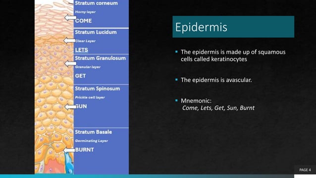 Layers of the skin and their functions.pptx | Skin and Dermatology ...