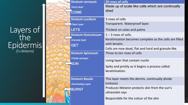 Layers of the skin and their functions.pptx | Skin and Dermatology ...