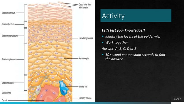 Layers of the skin and their functions.pptx | Skin and Dermatology ...