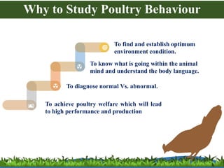 Laying hens' Behaviour and Production Perspective.pptx