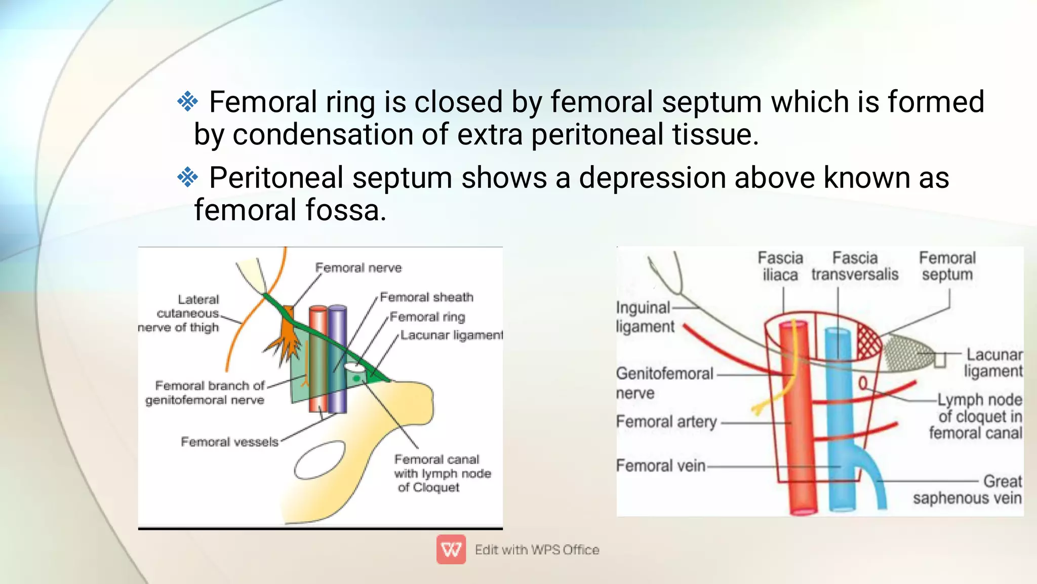 FEMORAL_SHEATH_AND_FEMORAL_HERNIA(2).pdf