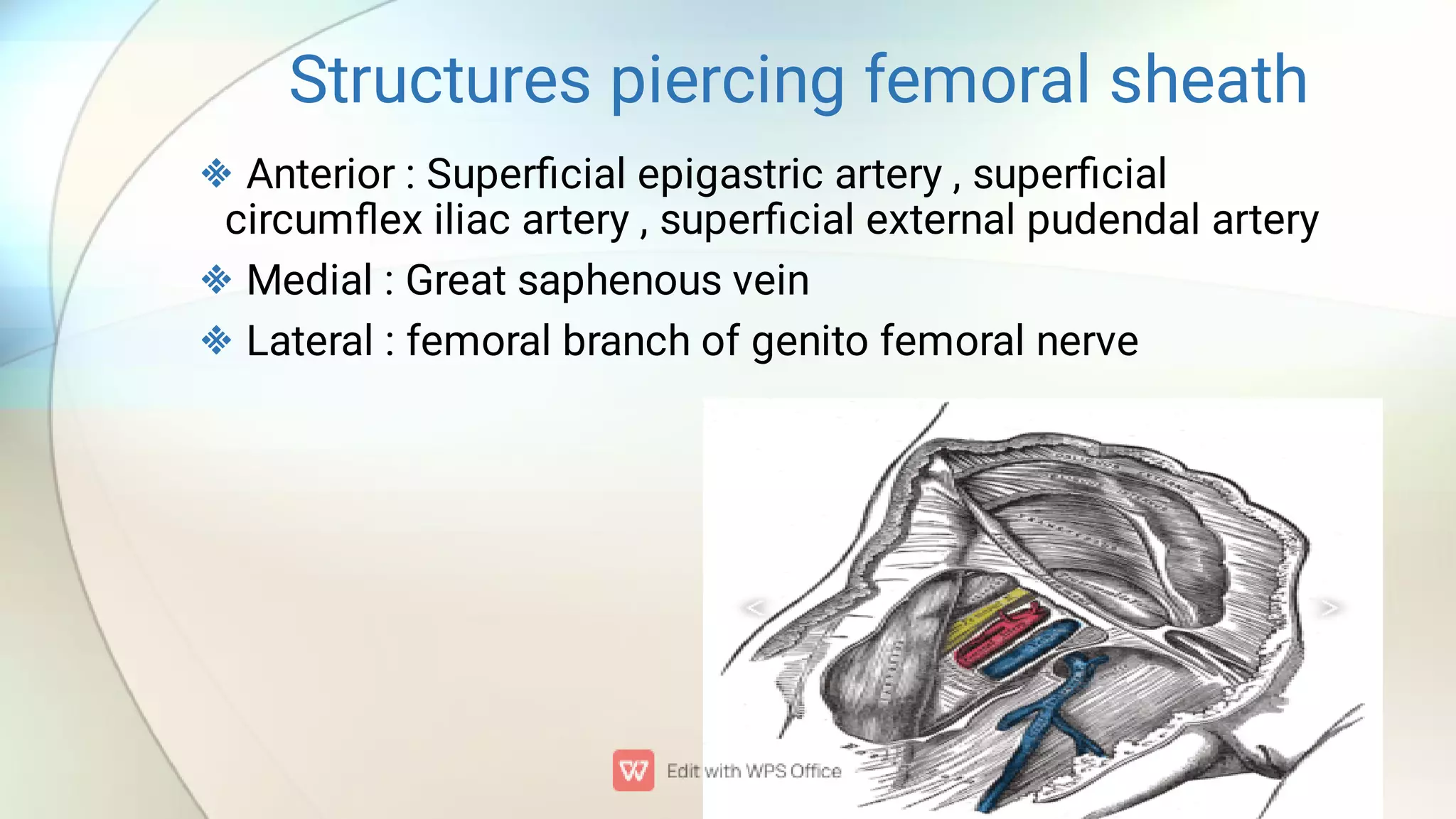 FEMORAL_SHEATH_AND_FEMORAL_HERNIA(2).pdf