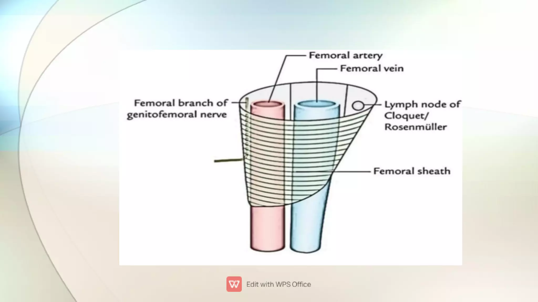 FEMORAL_SHEATH_AND_FEMORAL_HERNIA(2).pdf