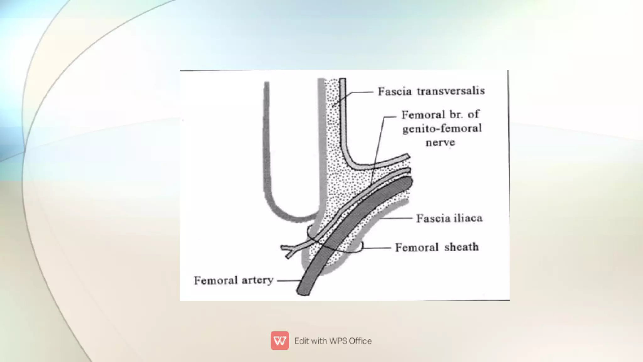 FEMORAL_SHEATH_AND_FEMORAL_HERNIA(2).pdf