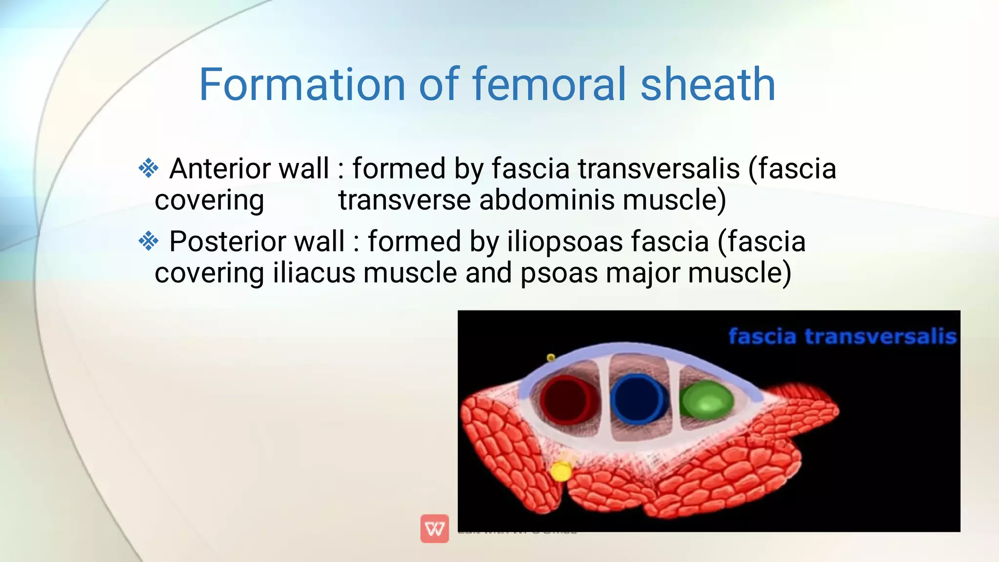 FEMORAL_SHEATH_AND_FEMORAL_HERNIA(2).pdf