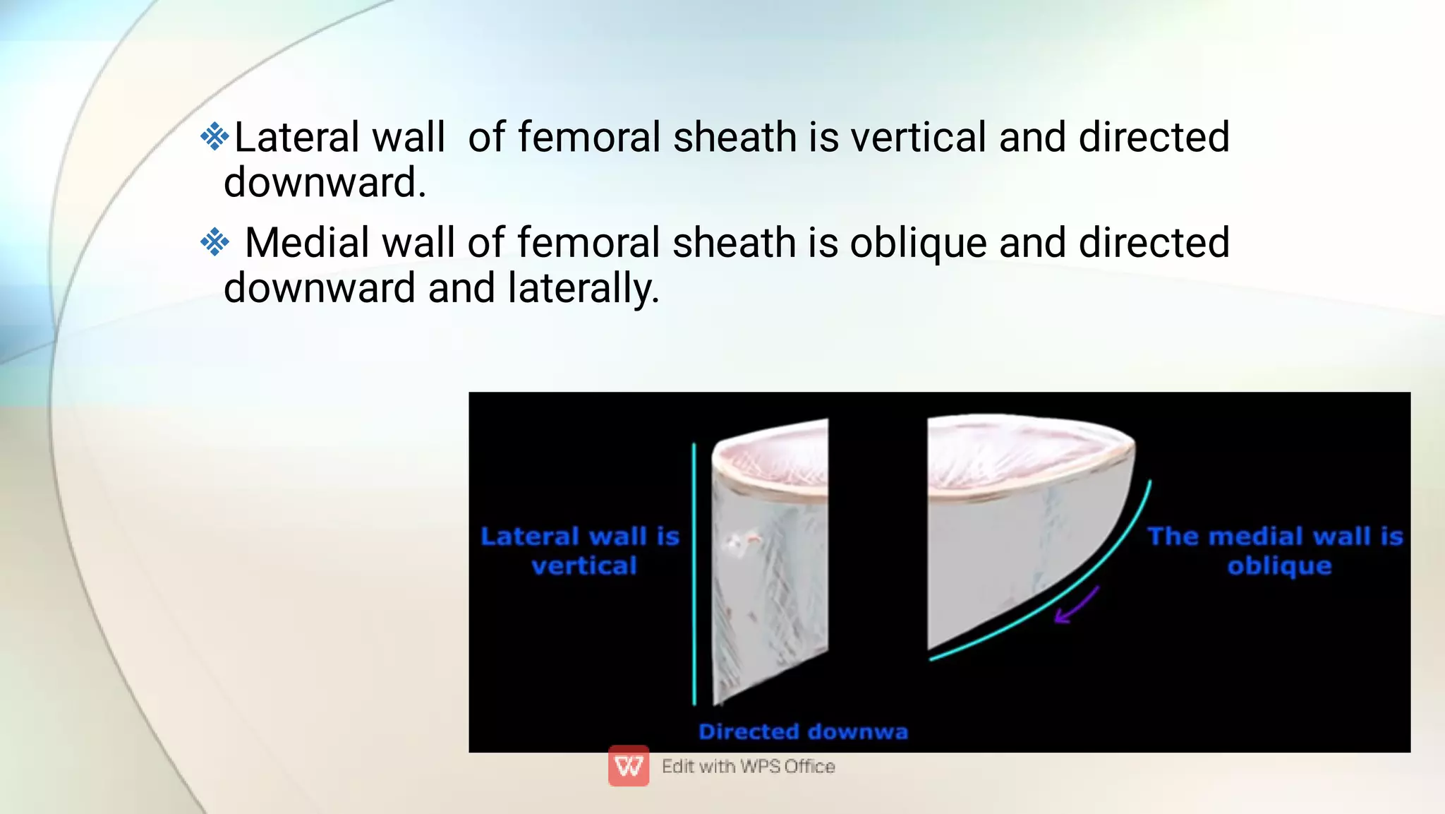 FEMORAL_SHEATH_AND_FEMORAL_HERNIA(2).pdf