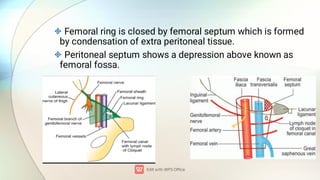 FEMORAL_SHEATH_AND_FEMORAL_HERNIA(2).pdf