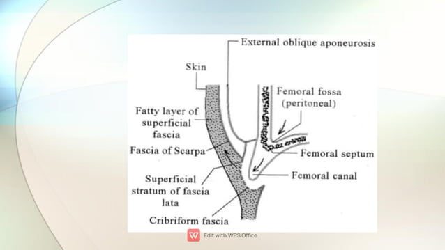 FEMORAL_SHEATH_AND_FEMORAL_HERNIA(2).pdf