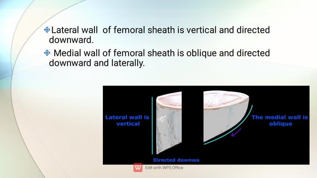 FEMORAL_SHEATH_AND_FEMORAL_HERNIA(2).pdf