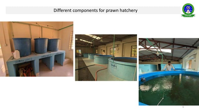 Layout of Prawn Hatchery in DFO Rajshahi | PPT
