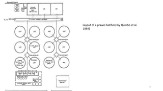 Layout of Prawn Hatchery in DFO Rajshahi | PPTX