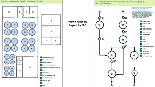 Layout of Prawn Hatchery in DFO Rajshahi | PPT