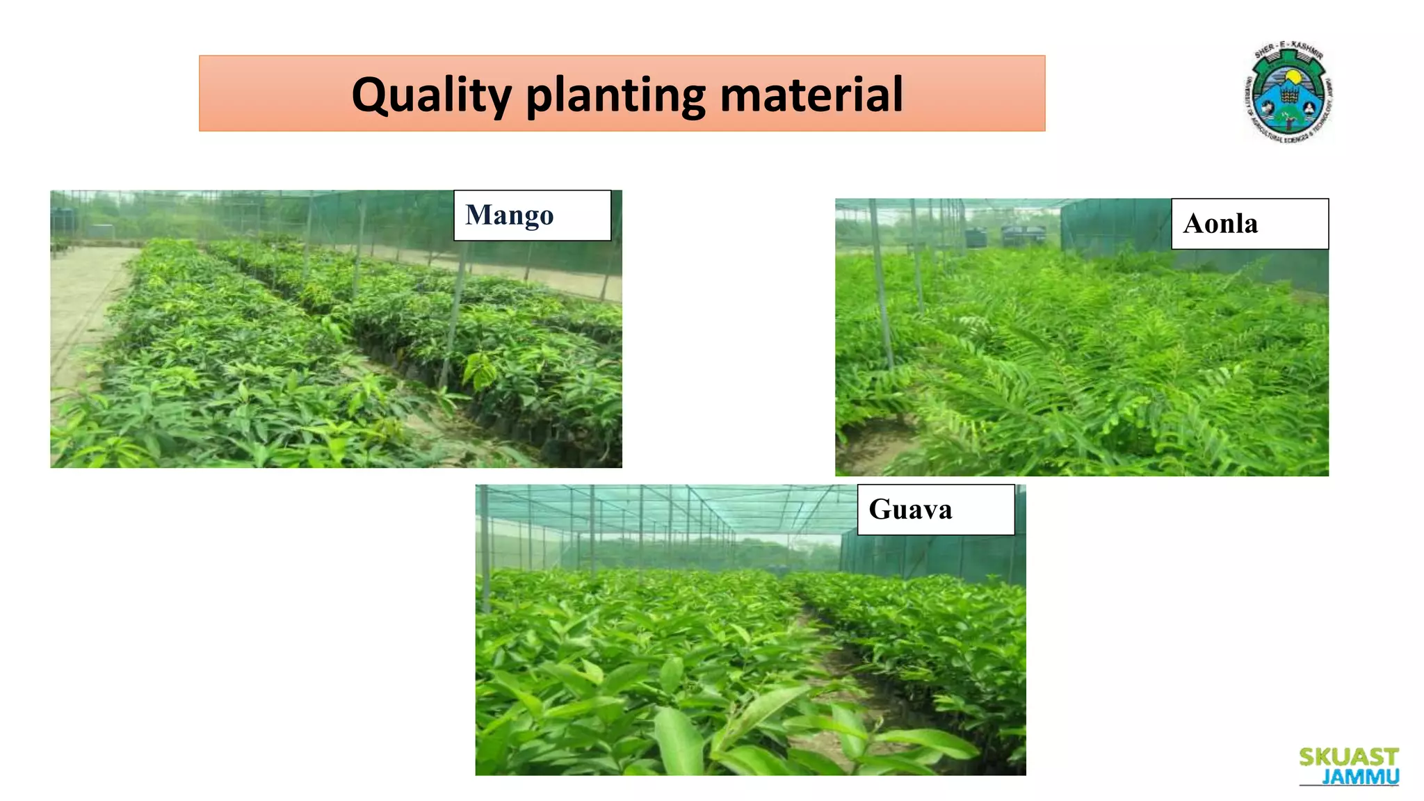 Layout of Hi-Tech Nursery, Pros and Cons.pptx