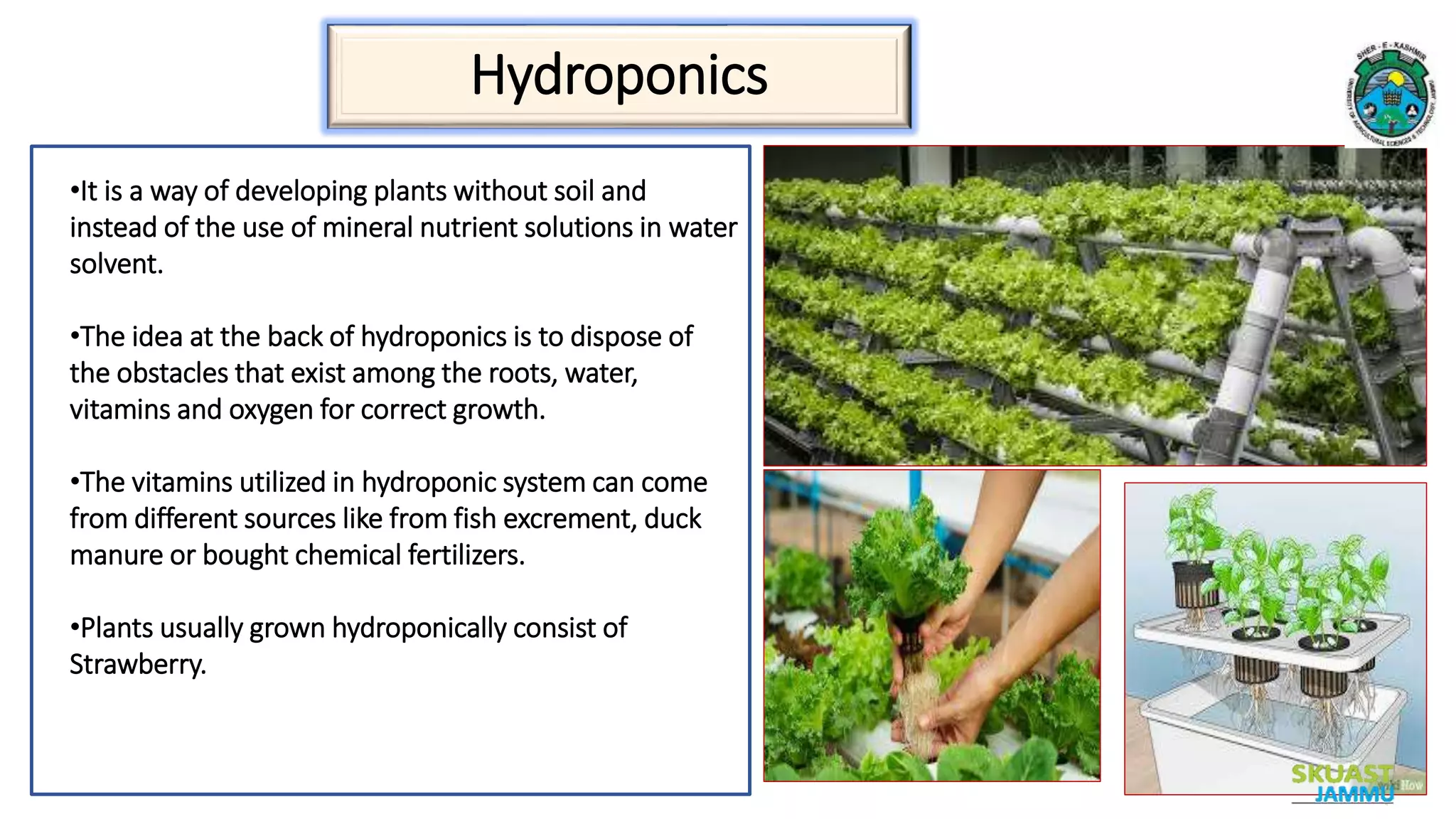 Layout of Hi-Tech Nursery, Pros and Cons.pptx