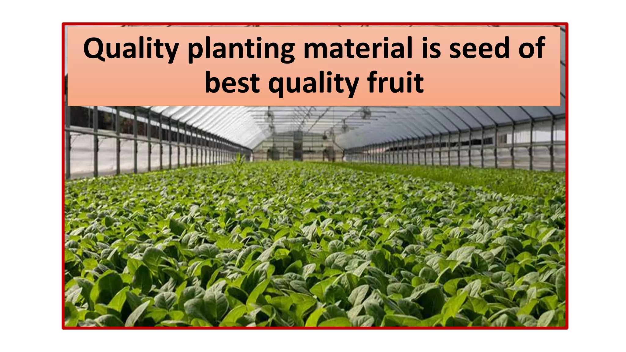 Layout of Hi-Tech Nursery, Pros and Cons.pptx