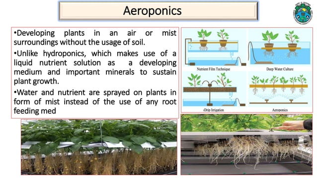 Layout of Hi-Tech Nursery, Pros and Cons.pptx