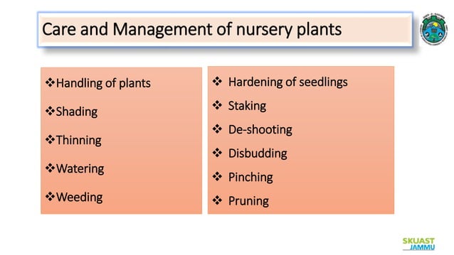 Layout of Hi-Tech Nursery, Pros and Cons.pptx