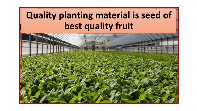 Layout of Hi-Tech Nursery, Pros and Cons.pptx