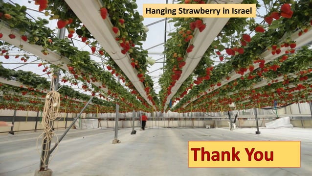 Layout of Hi-Tech Nursery, Pros and Cons.pptx