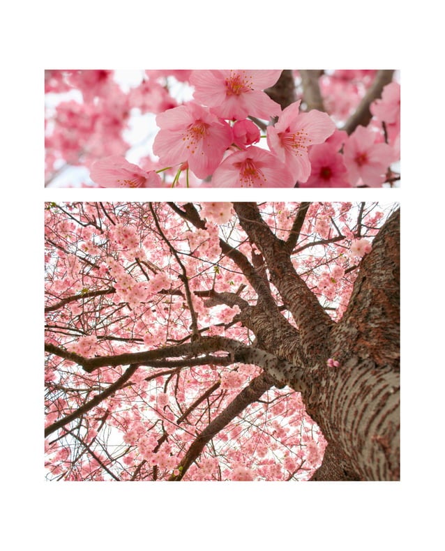 Layout Tema Travelbook Japan - Photostory | PDF