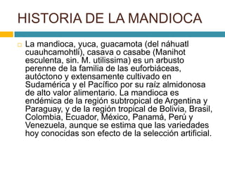 La yuca. nora graciela modolo | PPT