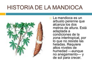 La yuca. nora graciela modolo | PPTX