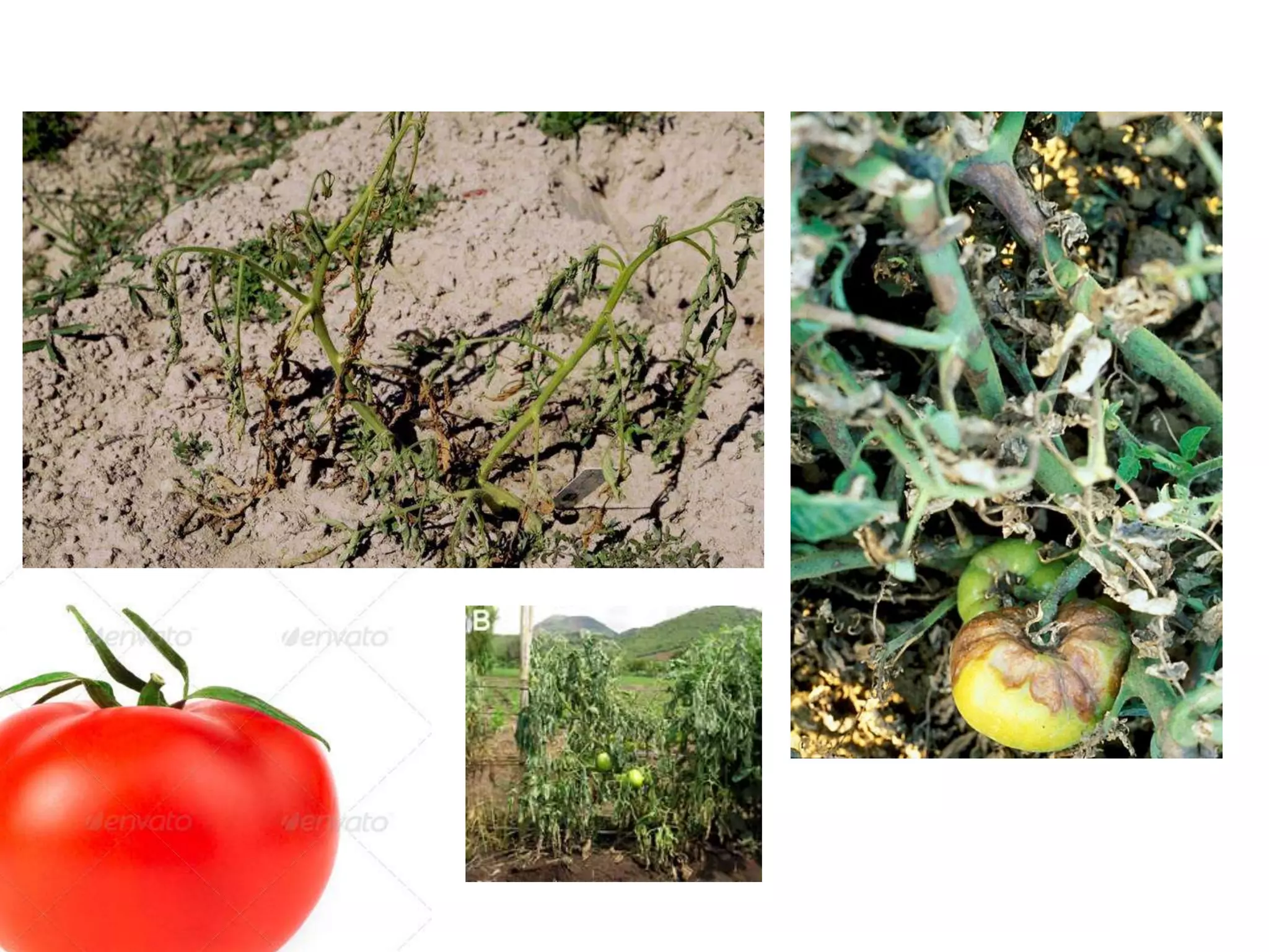 Layu Fusarium Tanaman Tomat | PPTX