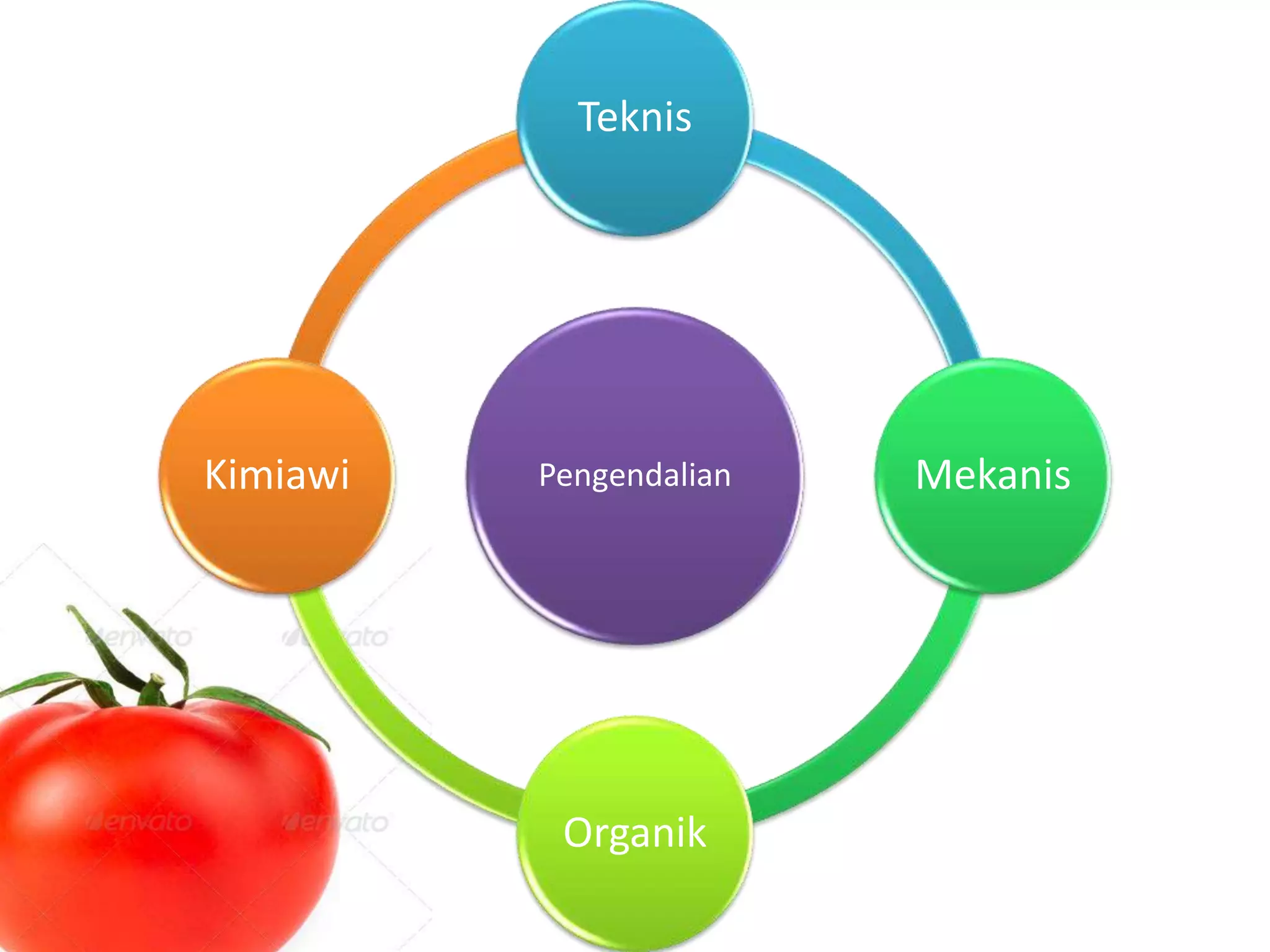 Layu Fusarium Tanaman Tomat | PPTX