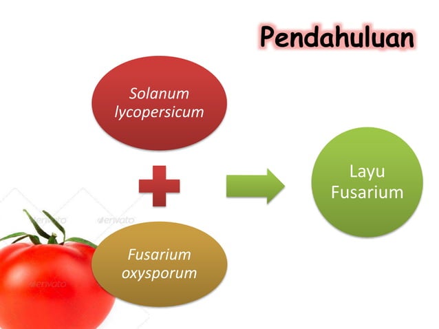 Layu Fusarium Tanaman Tomat | PPTX