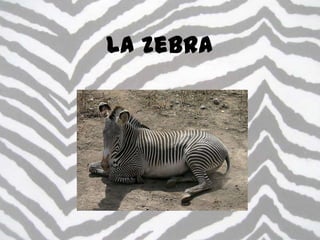 La zebra | PPTX