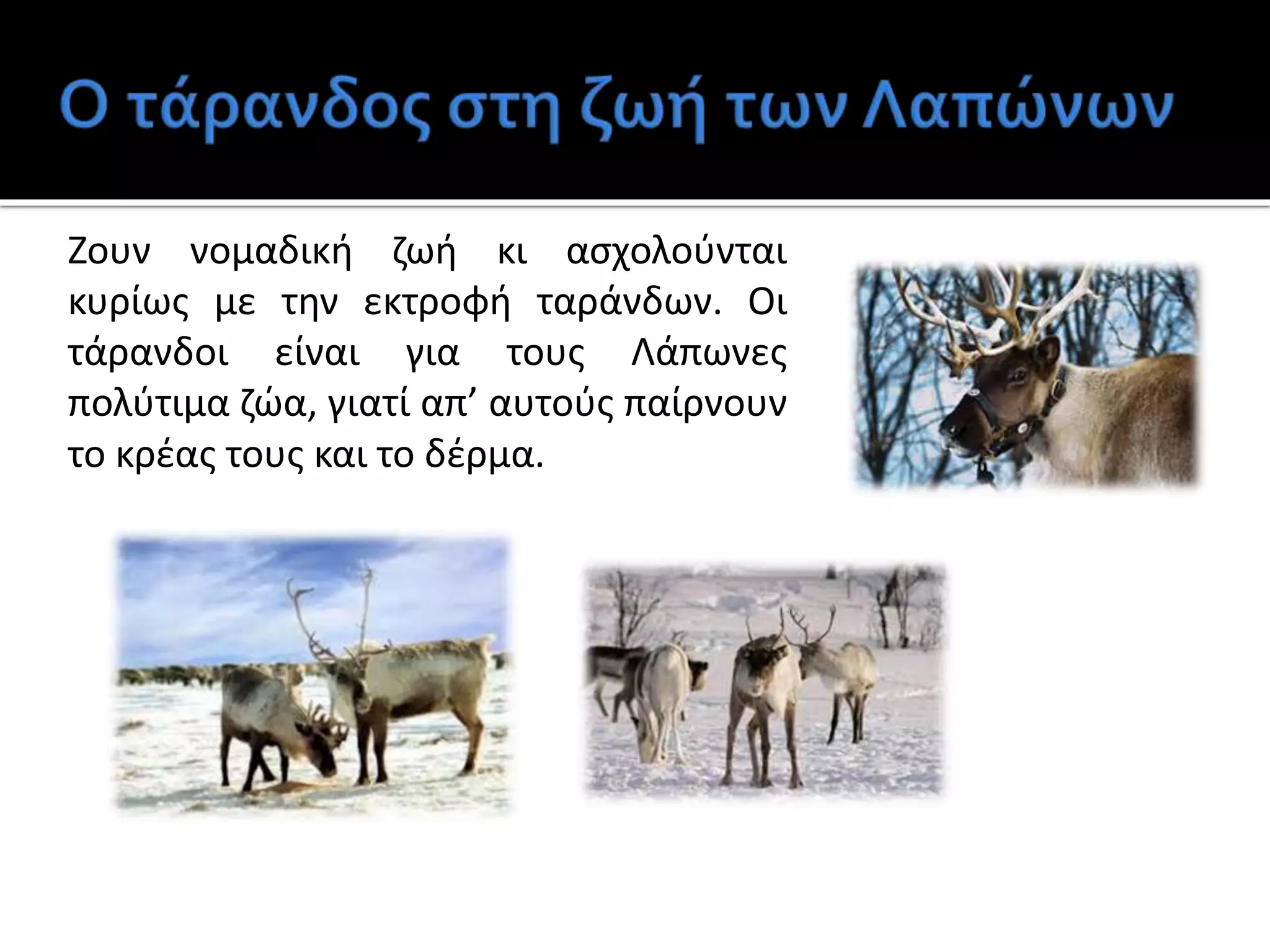 Λάπωνες | PPT
