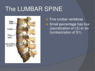 Low back pain assessment management treatment | PDF